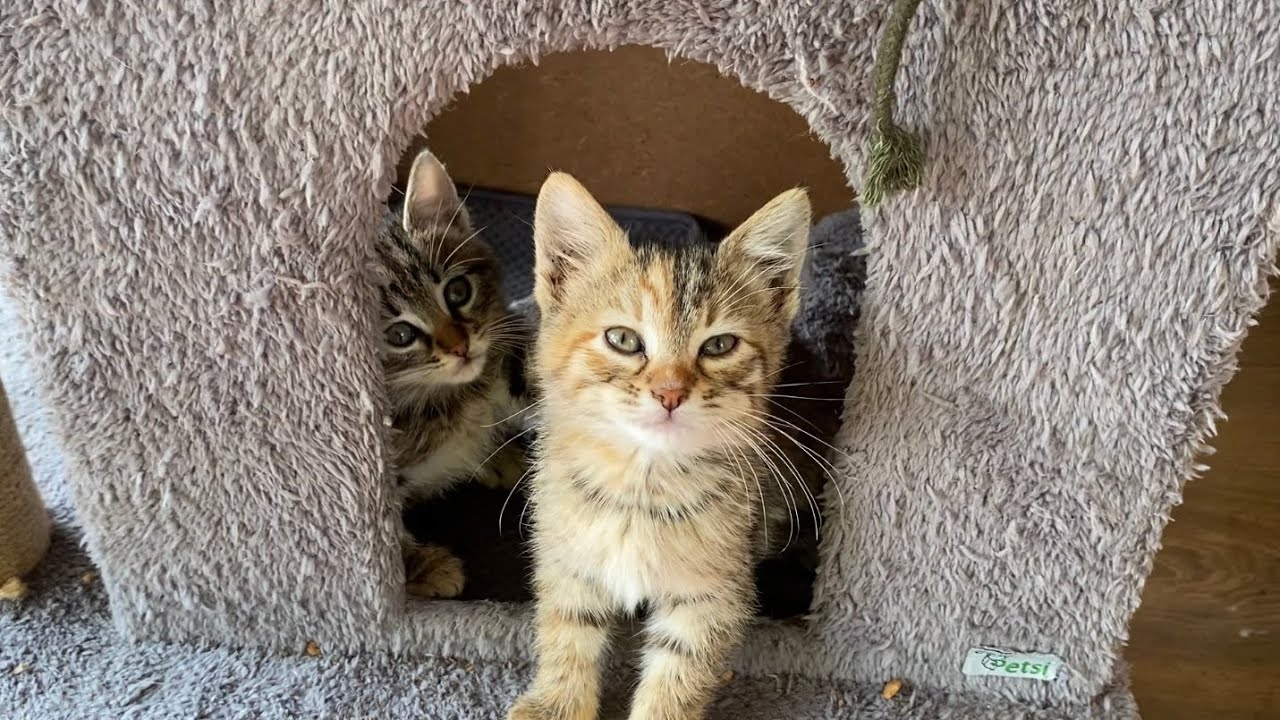 Cute Kittens living in the park. They have beautiful homes. 😍 - YouTube