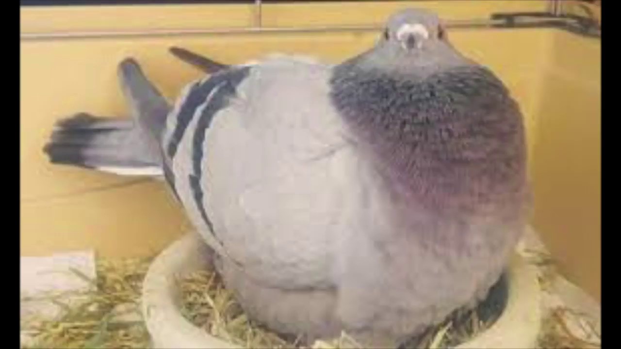 C418- Chirp played over cursed bird images - YouTube