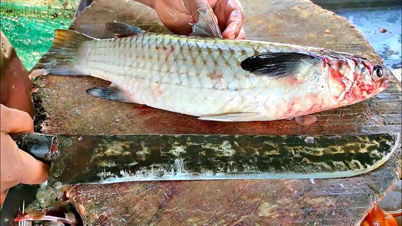 Fresh Big Mullet Fish Cutting Live Skill | Expert Fish Cutter in Indian ...