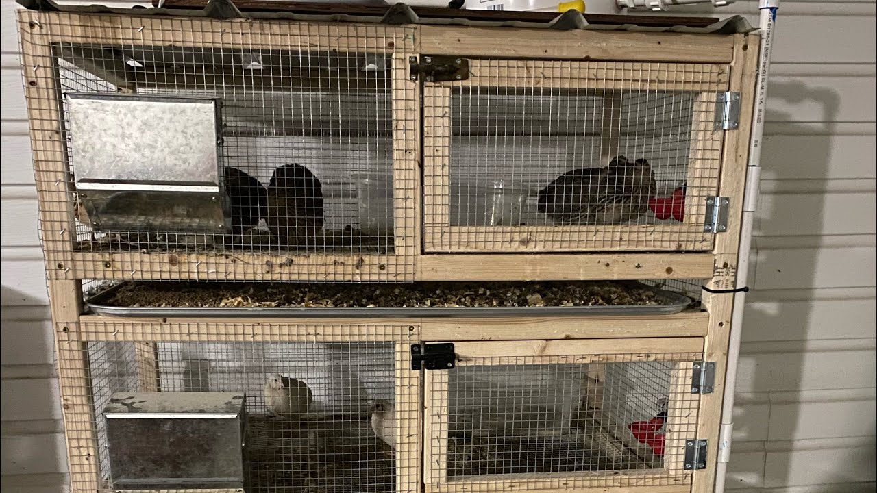 Weekend update quail pen build! - YouTube