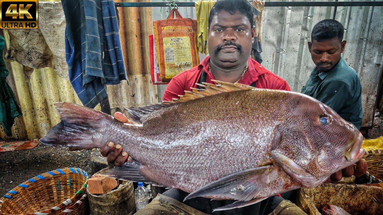 KASIMEDU 🔥 SPEED SELVAM | BIG SIZE KORALI FISH CUTTING VIDEO | 4K VIDEO ...