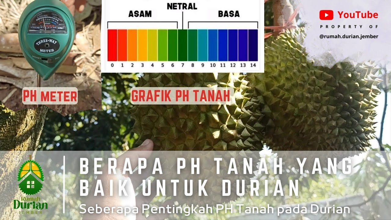 BERAPA PH TANAH YANG BAIK UNTUK DURIAN | Seberapa Pentingkah PH Tanah ...
