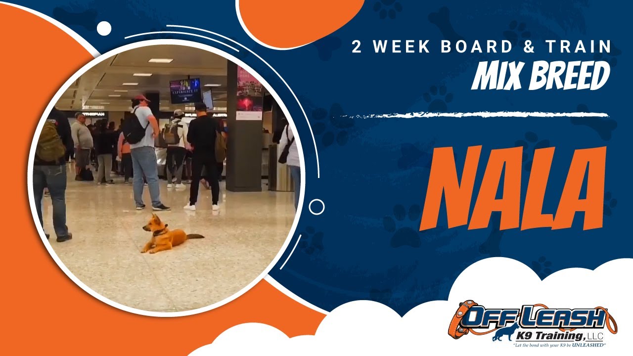 Nala | obedience | Ecollar training | distraction training | Nova dog ...