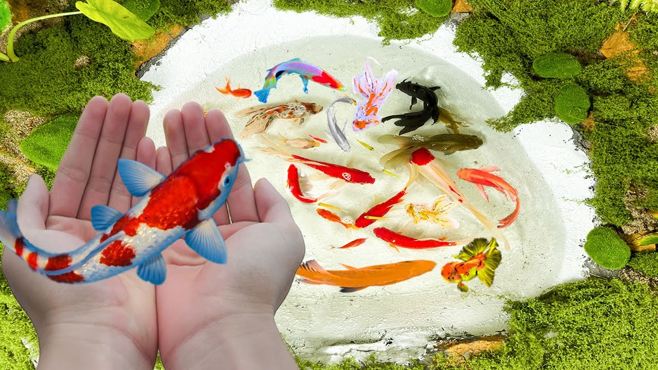 Exploring Tiny Ponds Rare Striped Horse Fish, Lion Fish, Koi and more ...