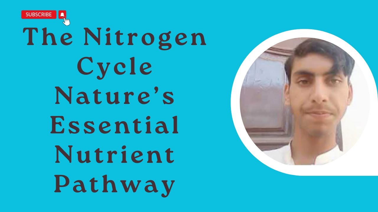 The Nitrogen Cycle Nature’s Essential Nutrient Pathway - YouTube