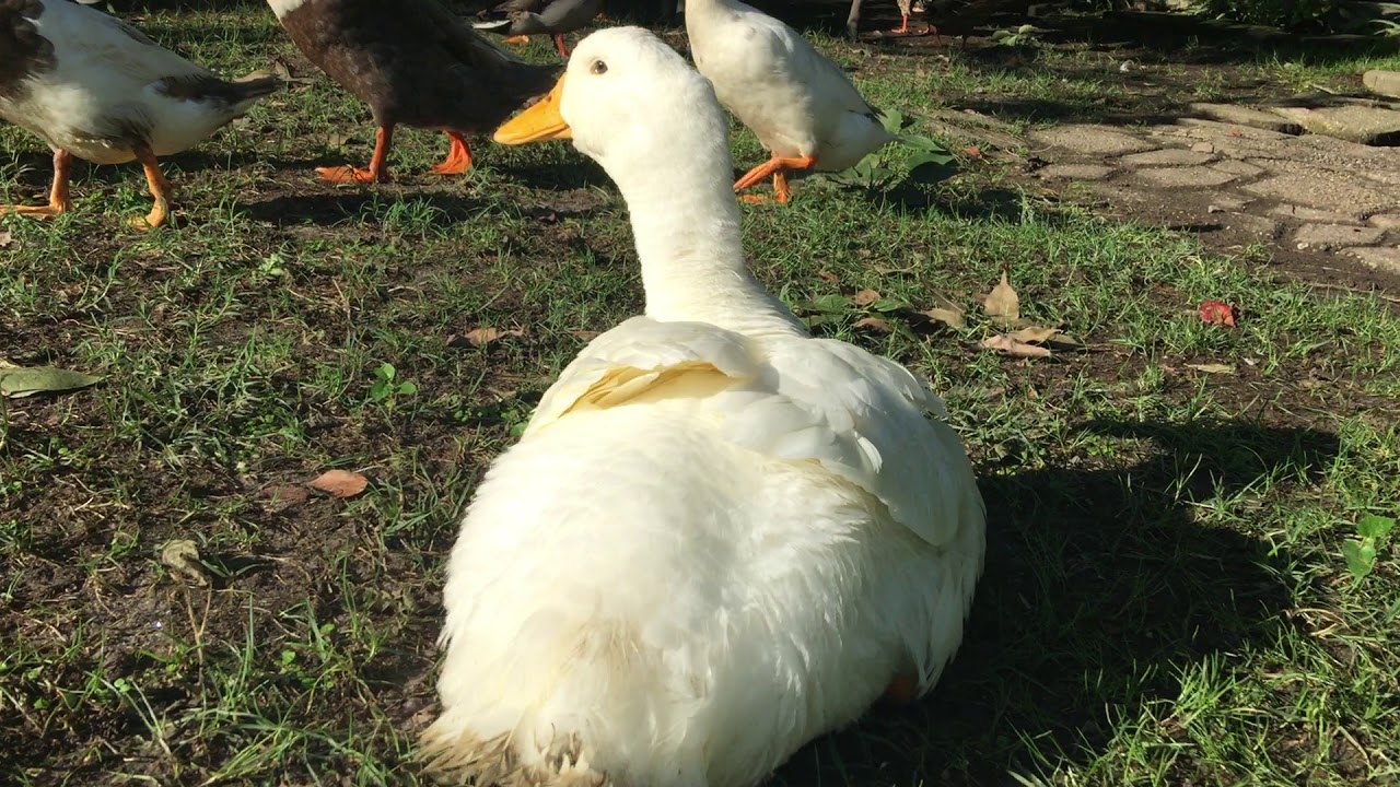 An update on Vicki our pet Peking Duck...8-27-2019 - YouTube