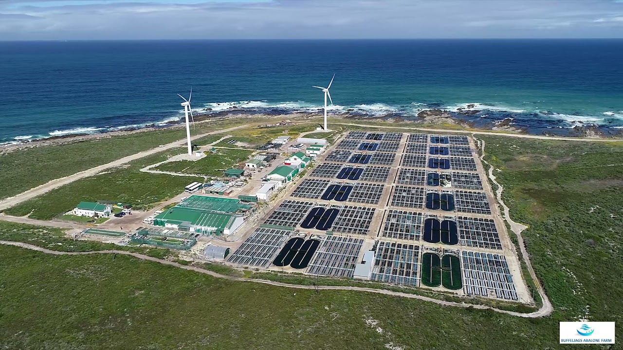 Buffeljags Abalone Farm 2021 | Viking Aquaculture - YouTube