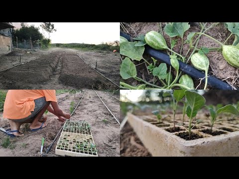 Vai ter fartura de maxixe, plantei couve e molhei os canteiros - YouTube