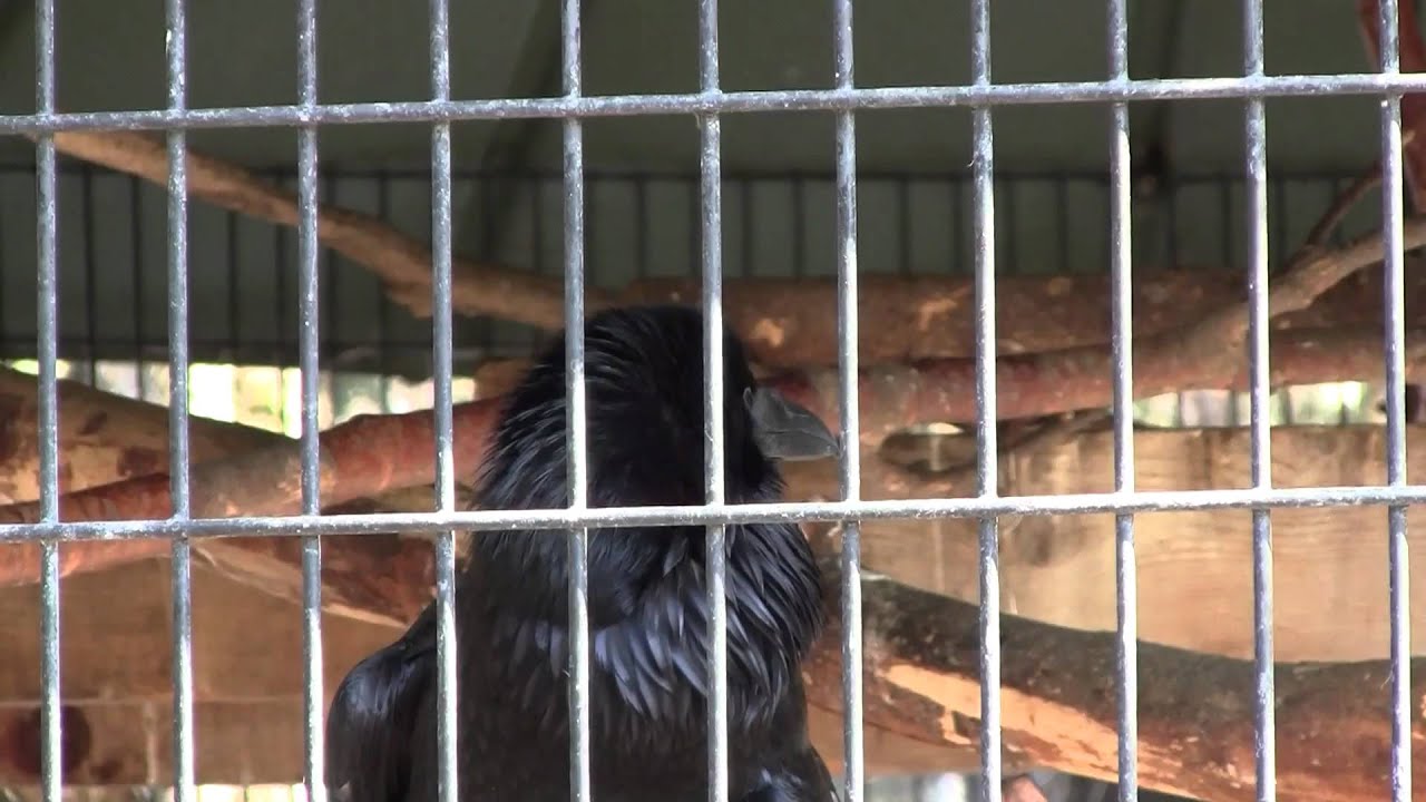 Raven Sounds 1 - YouTube