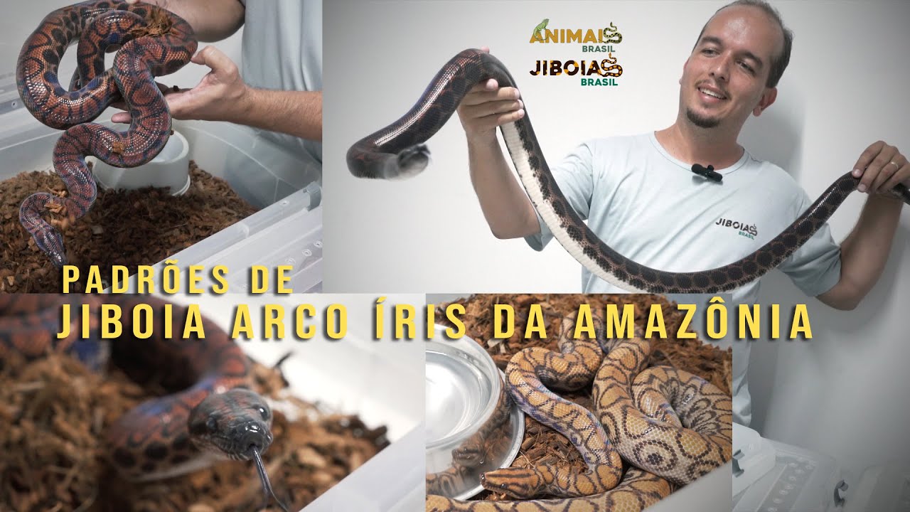 4 PADRÕES DE JIBOIA ARCO-ÍRIS DA AMAZÔNIA - YouTube