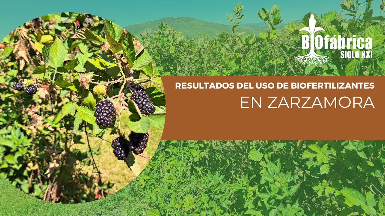 Resultados En Cultivo De Zarzamora Con Daños Causados Por Fusarium