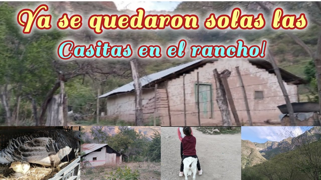 Tocó rodear y caminar por el camino real + sacando coconitos la cocona ...