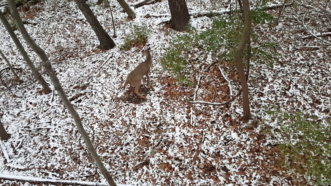 Small Michigan Whitetail Buck Peeing In Scrape - YouTube