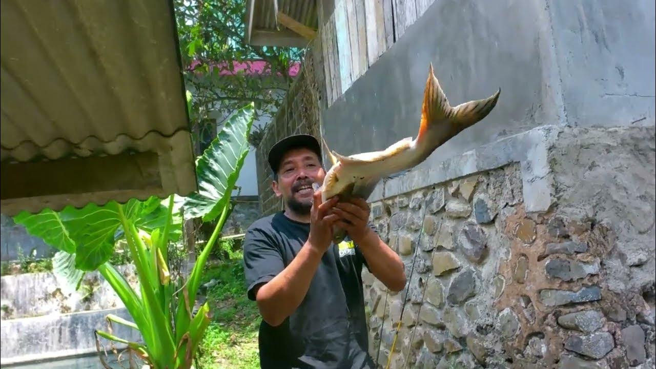 mancing borongan kolam terbaru ikan gurame babon ada juga patin dan lele dikolam super kecil ...