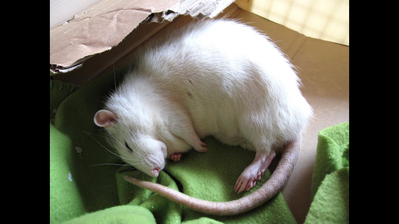 Rat's afternoon Nap - YouTube
