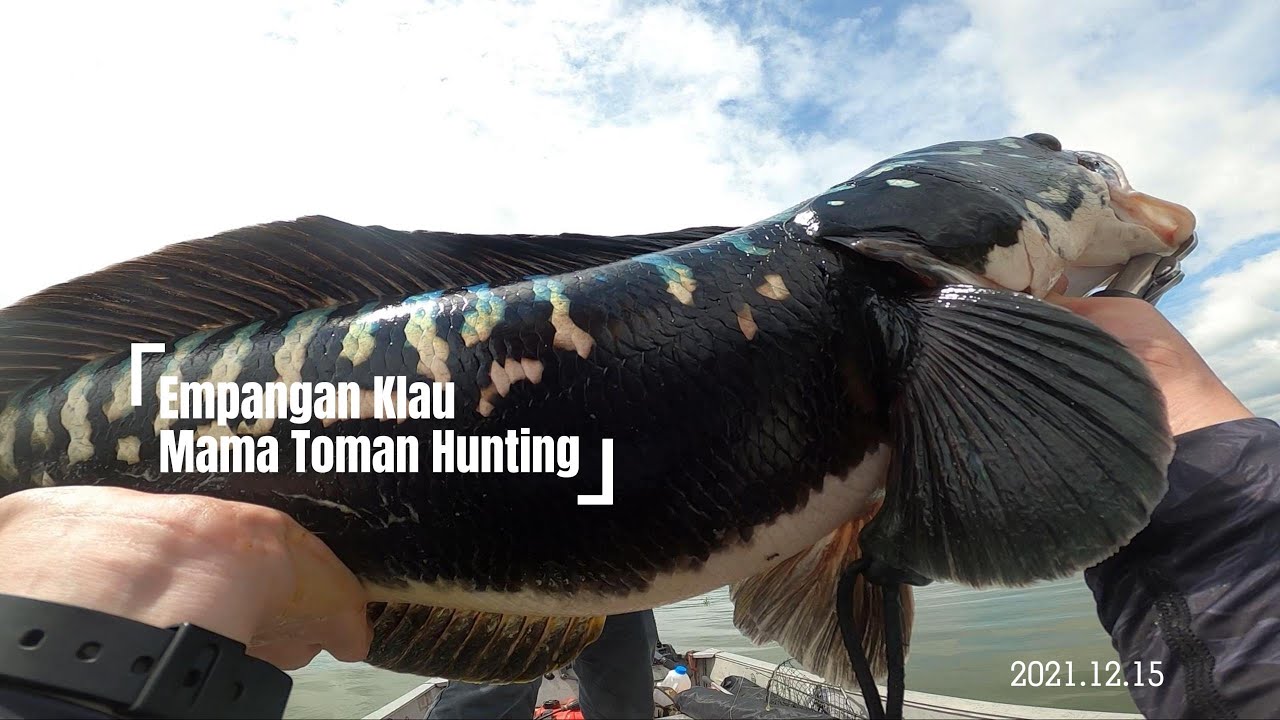 Giant Snakehead Fishing Footage #2 (Empangan Klau Mama Toman) - YouTube