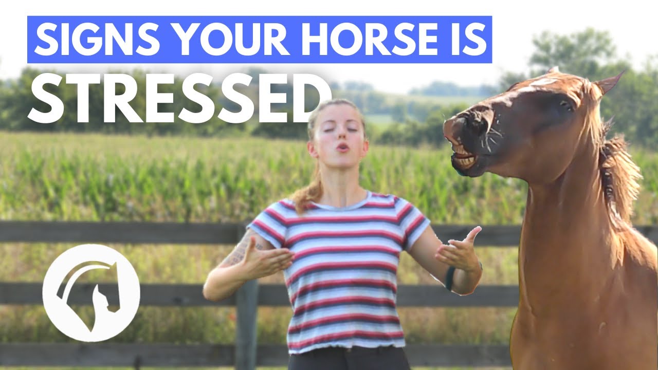 SIGNS A HORSE IS STRESSED | Horse Behavior Guide - YouTube