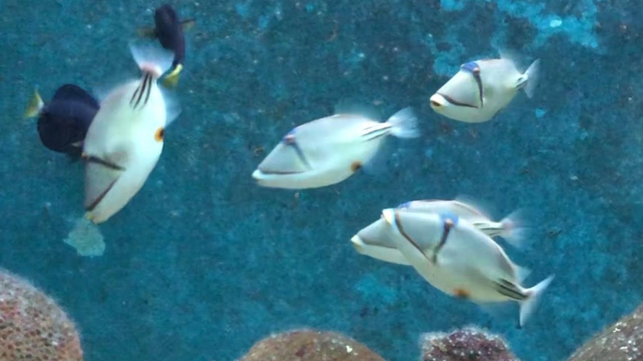 triggerfish purple tang cute fish - YouTube