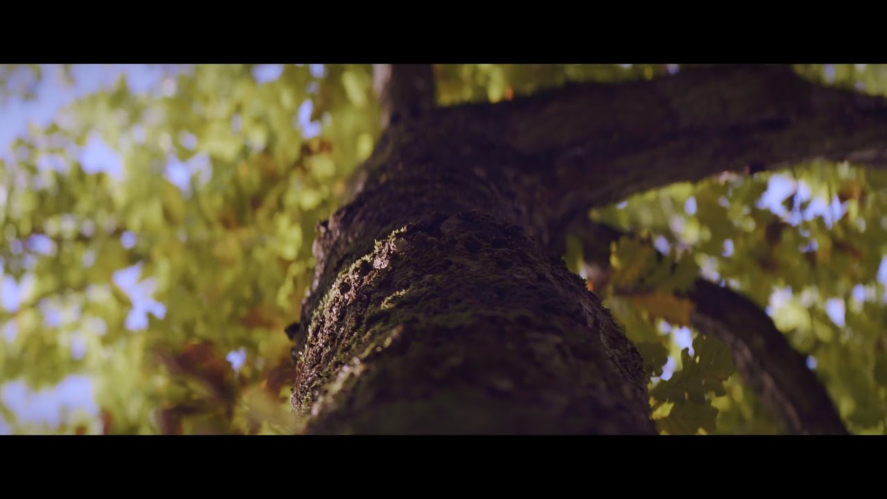 Woods - YouTube