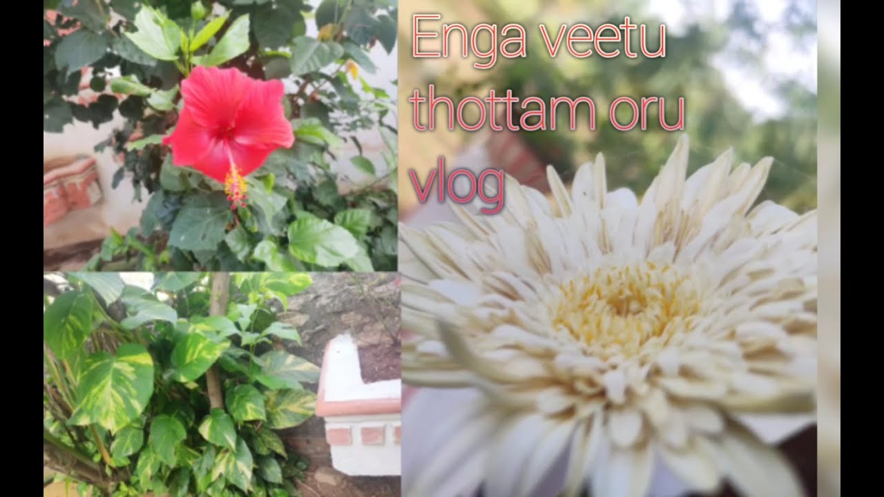 Enga veetu thottam part-1/My home garden tour | TwinsTamilcreation ...