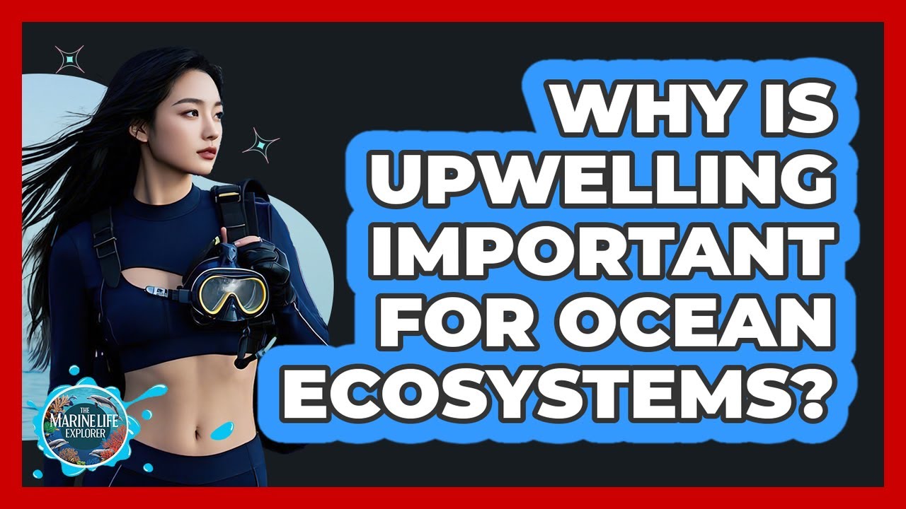 Why Is Upwelling Important For Ocean Ecosystems? - The Marine Life ...