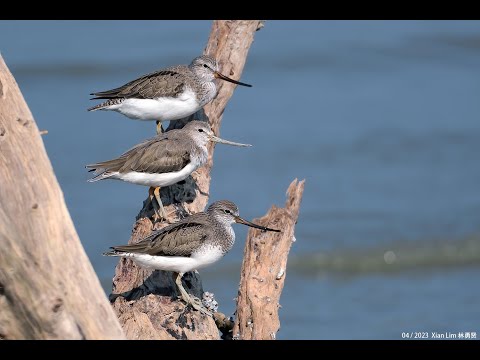 Terek Sandpiper 20230411 Kapar in Malaysia mudflats
