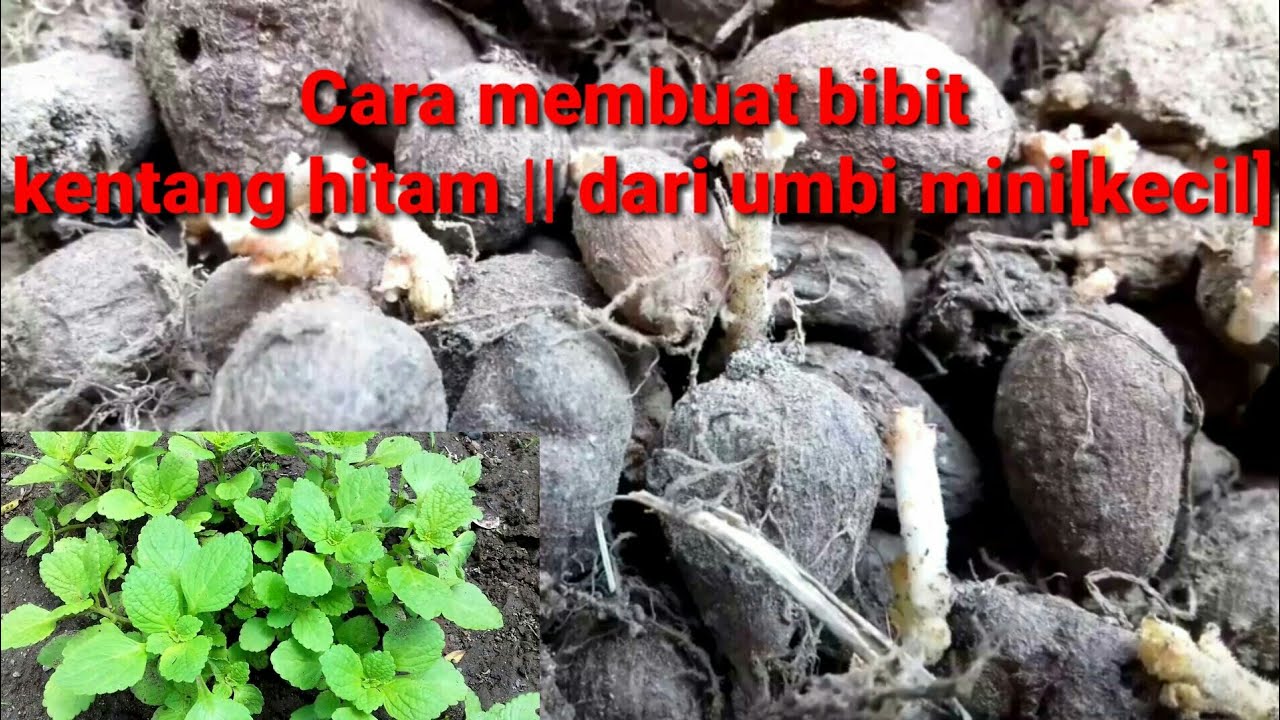 Cara membuat bibit kentang hitam || dari umbi mini[kecil] - YouTube
