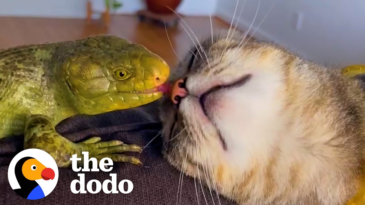 Cat Runs To Greet Her Lizard Brother | The Dodo - YouTube