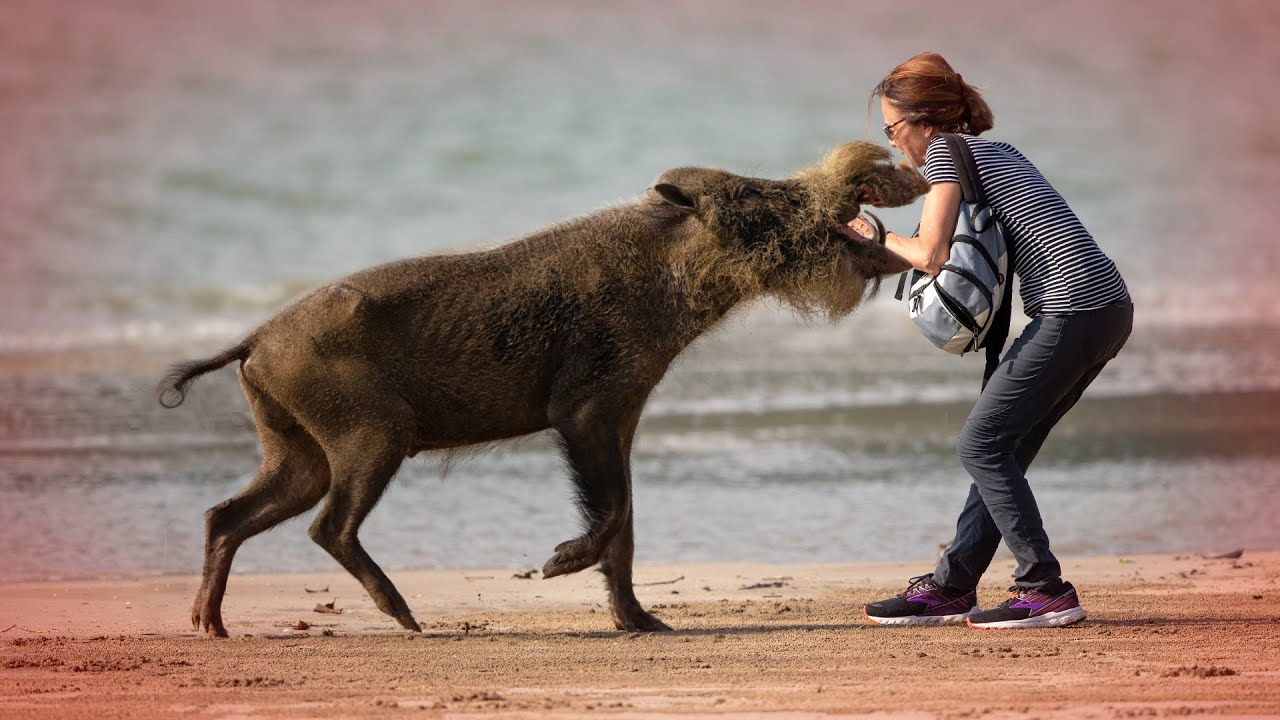 10 Animals You Should Fear The Most - YouTube