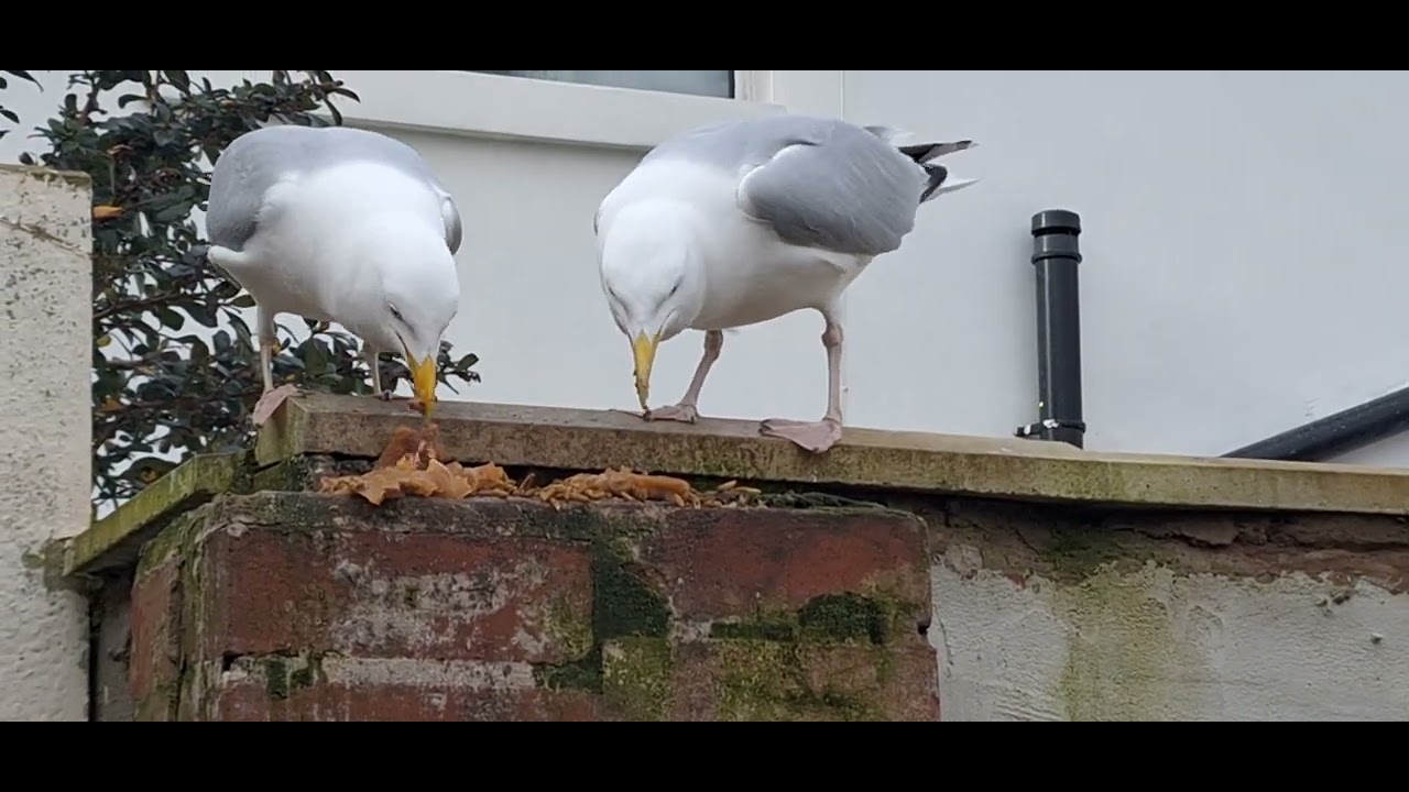 Seagulls - YouTube