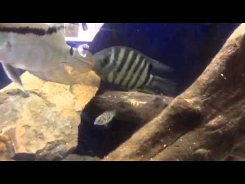 Rio Inirida severum - YouTube