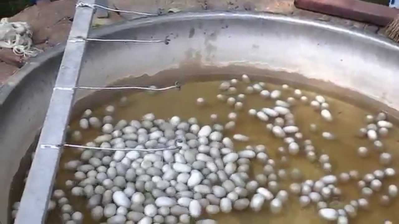 Silk extraction from cocoons, Kusadasi Turkey. - YouTube
