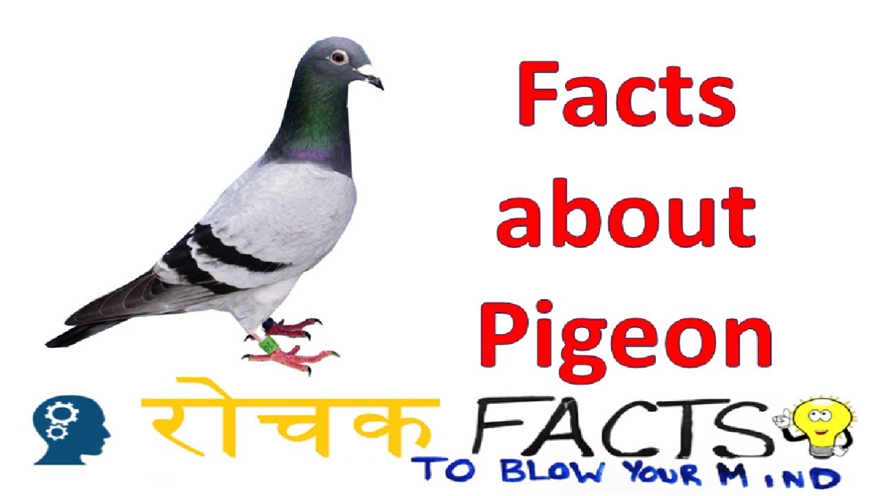 Interesting Facts about Pigeon - YouTube