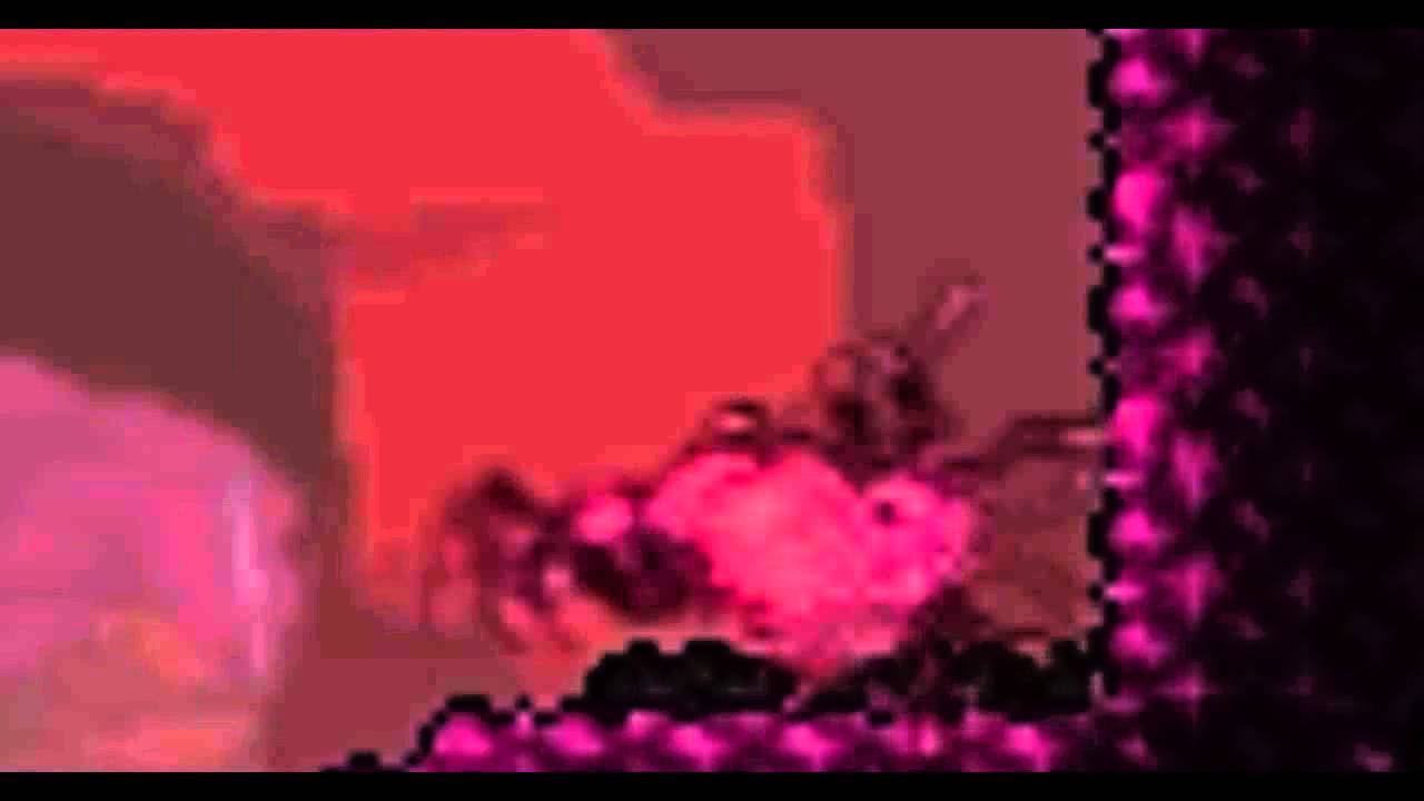 Terraria 1.2 - Blood Crawler Rave - YouTube