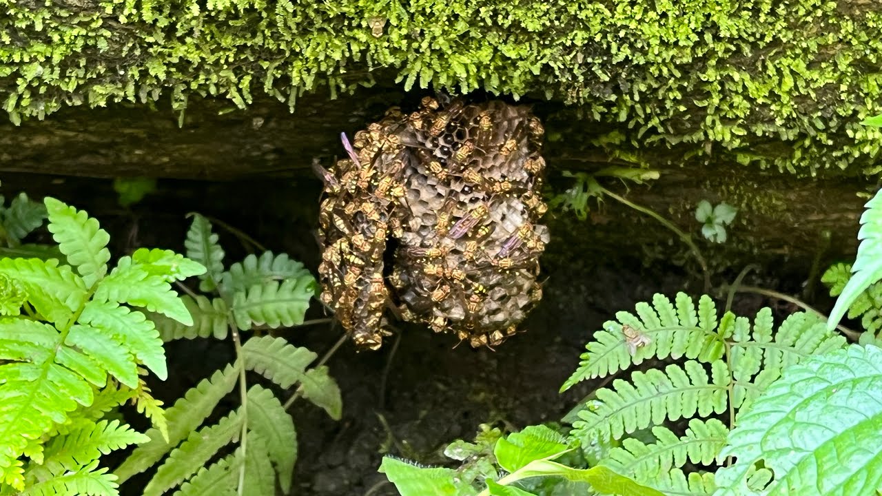 Hunting Sun Barula( Paper Wasp/ Yellow Jacket Wasp) Surumkhim ...