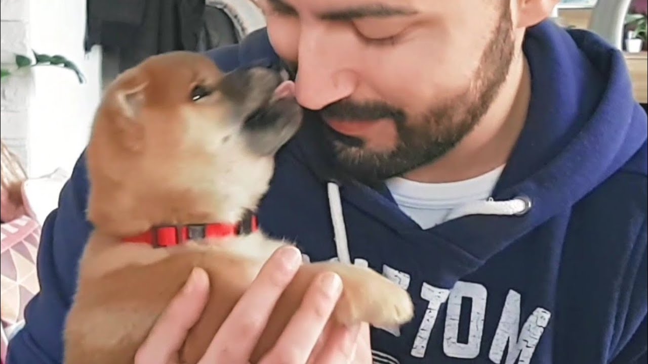 TICC POTAT angery but still mlem - MLIP / Ep 83 / Shiba Inu puppies ...