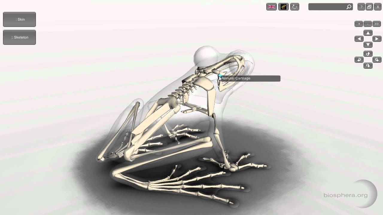 Software 3D Frog Skeleton Anatomy for Desktop - YouTube