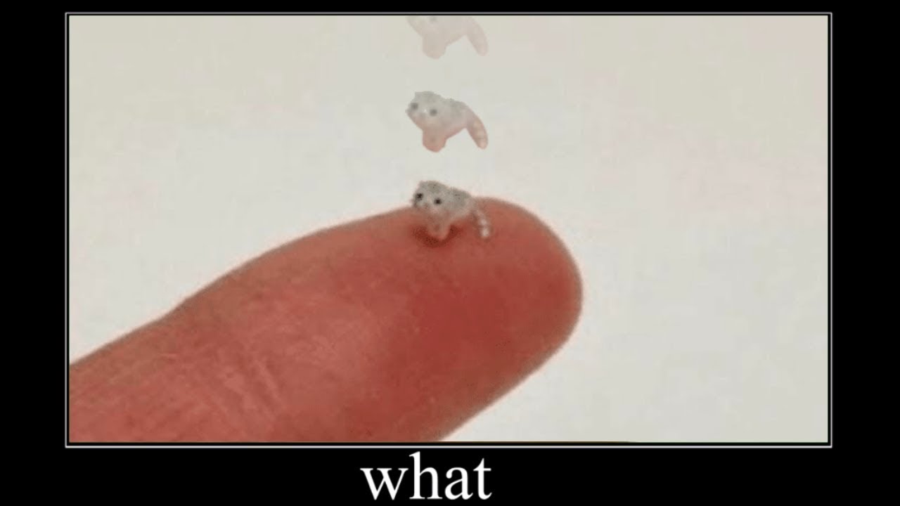 El wiwi Vanishes into Nothingness - El wiwi Cat meme (2.0) - YouTube