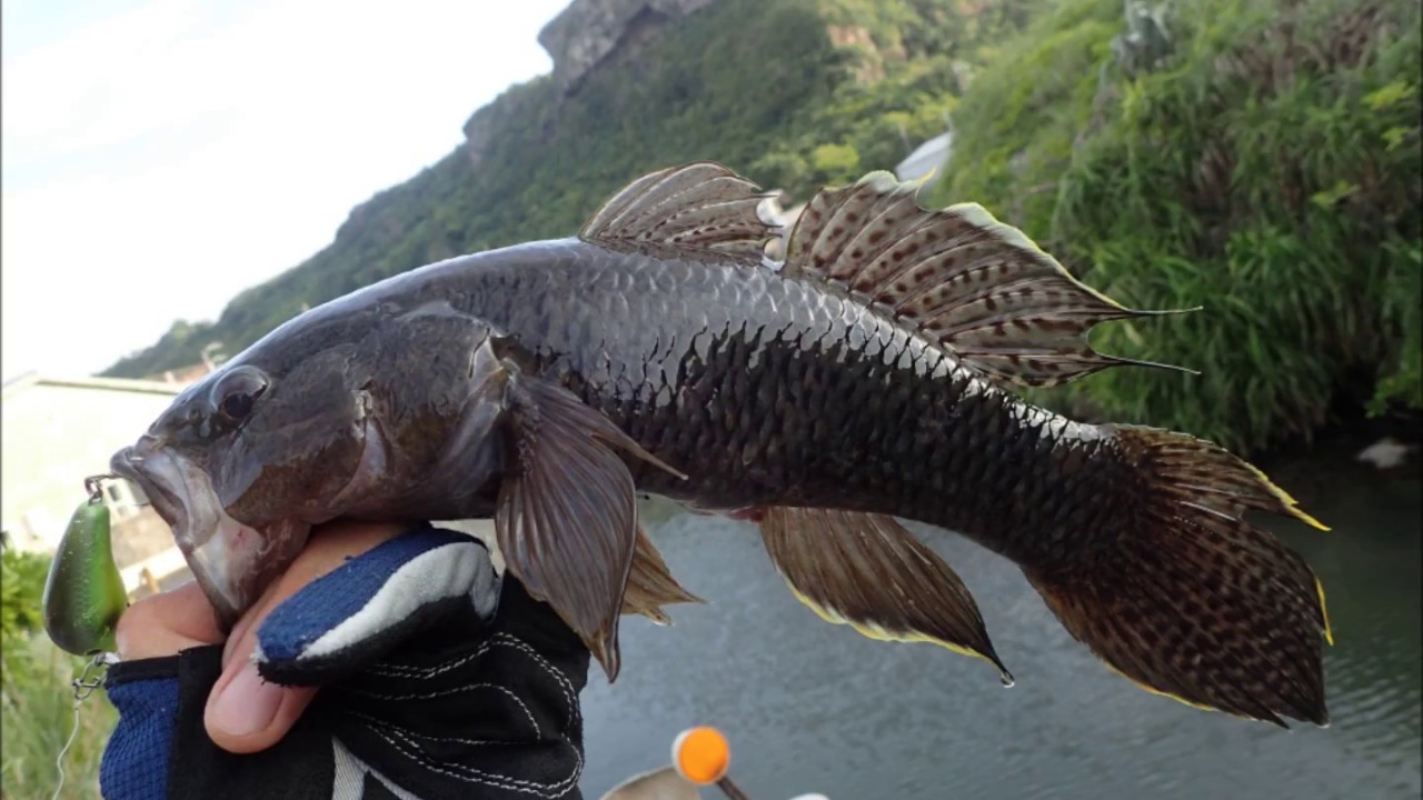 Northern Mud Gudgeon (Ophiocara porocephala) Topwater & Cranking - YouTube