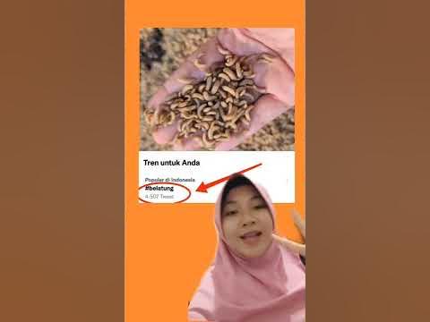 VIRAL!! IDE BISNIS BELATUNG YANG VIRAL DI TIKTOK - YouTube