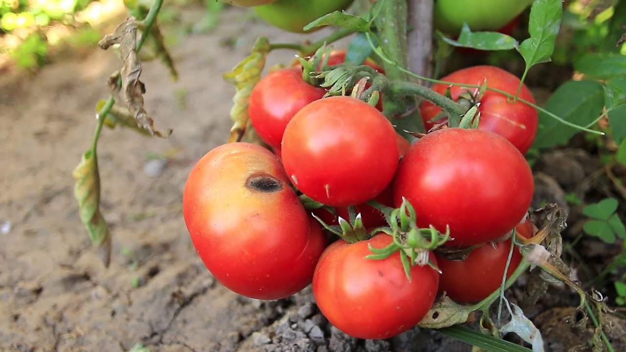 Rescate Patrimonial y Valorización del Tomate Limachino - YouTube
