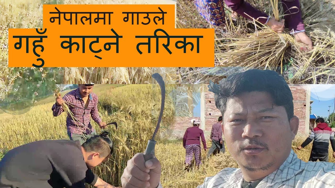 Nepal ko Gaule Gahu Katne Tarika | Daniel ko Vlogs | Daniel Dipak Jiban ...