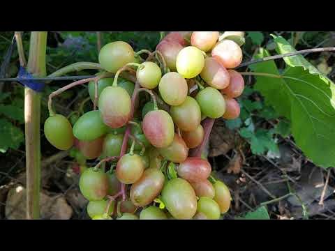 Виноград зоренька и илона . - YouTube