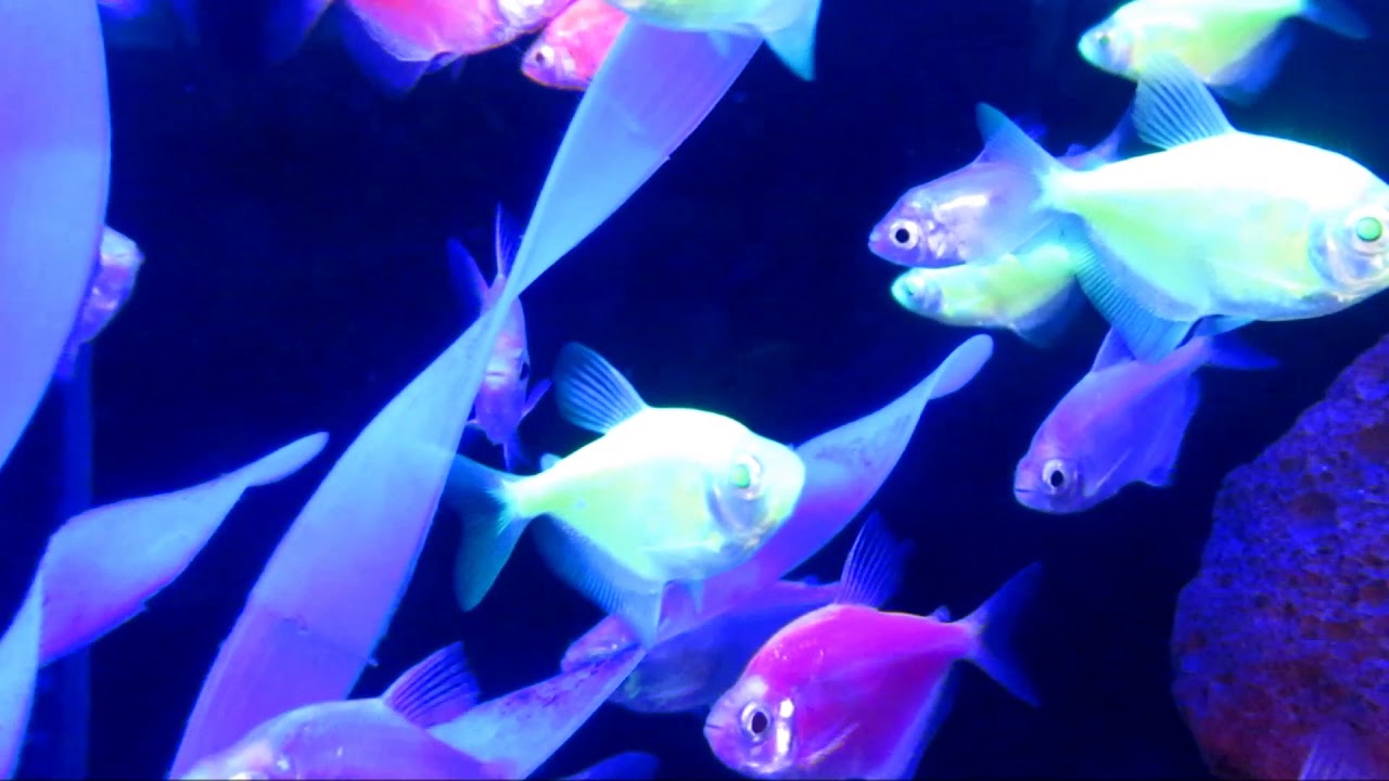 Glowfish History - YouTube