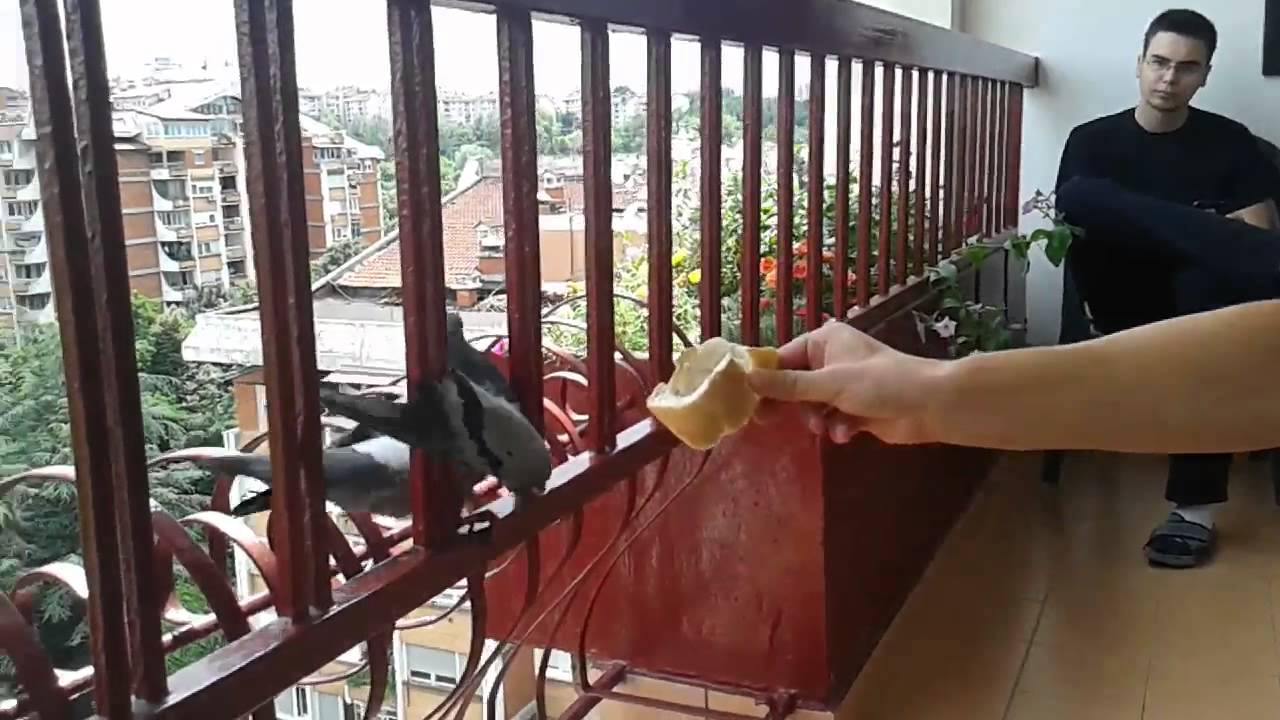 Pigeon fail - YouTube