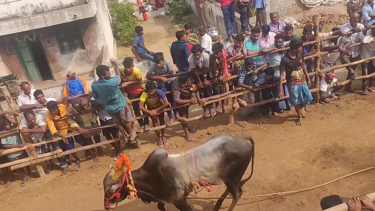 eruthu vidum vizha||மாங்குப்பம் கிராமம் ராணிப்பேட்டை மாவட்டம் tamilnadu ...