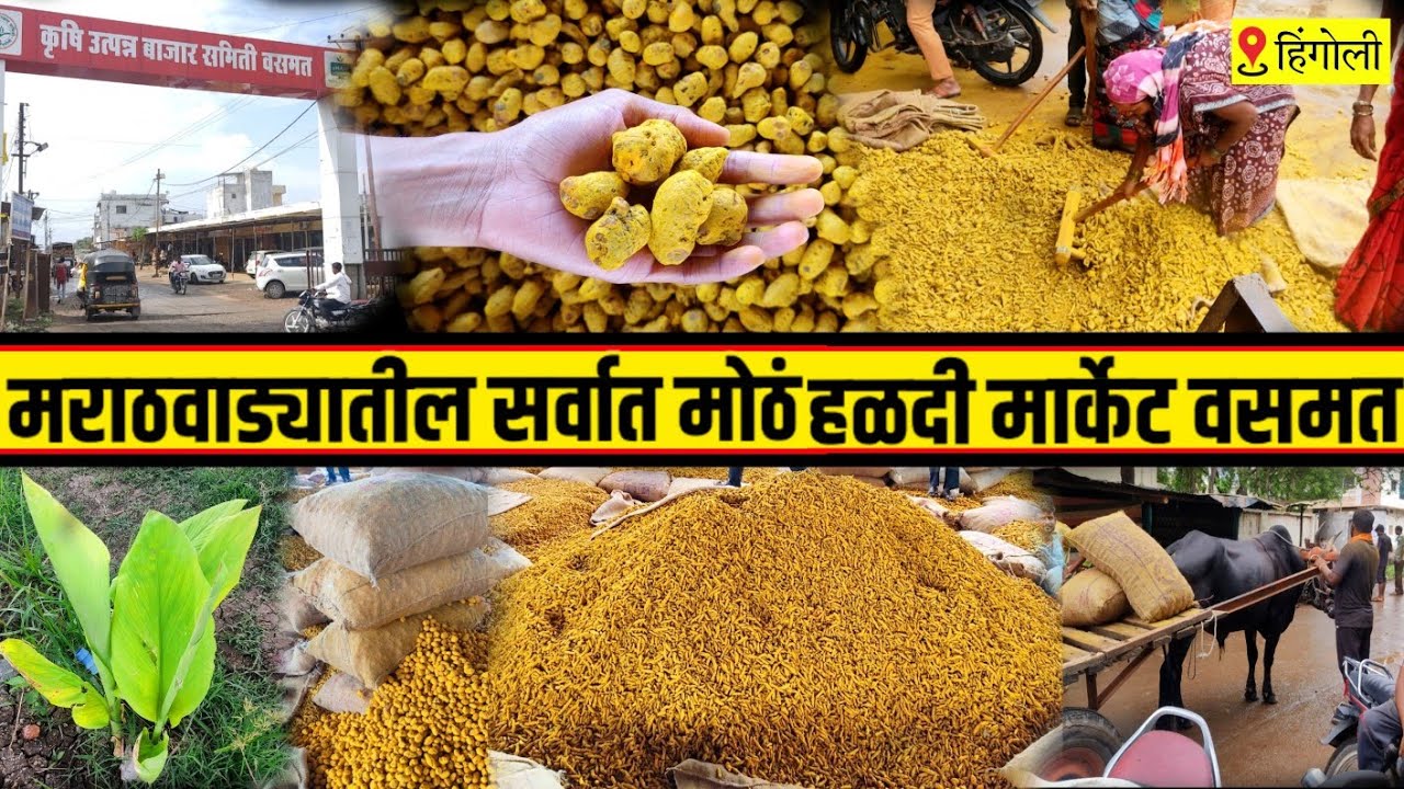 हळद मार्केट वसमत | हळदीसाठी प्रसिद्ध असलेले मार्केट हिंगोली | halad ...