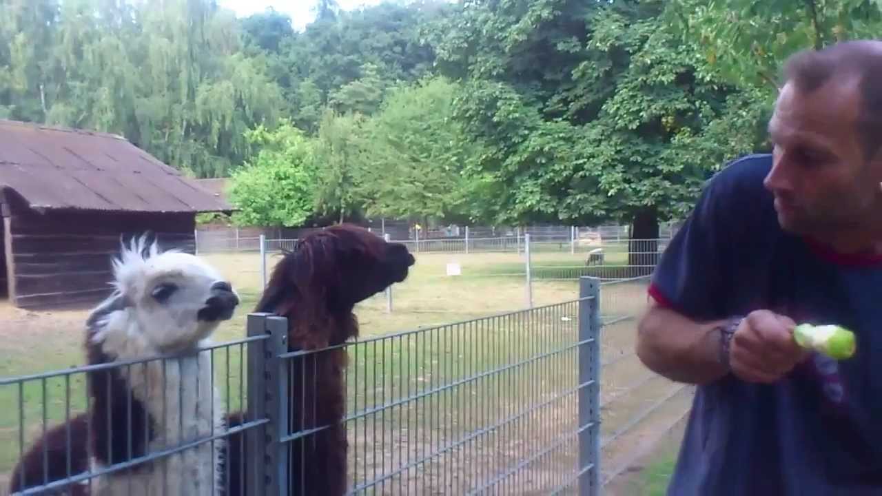 Volltreffer - spuckendes Lama in Zeitlupe - YouTube