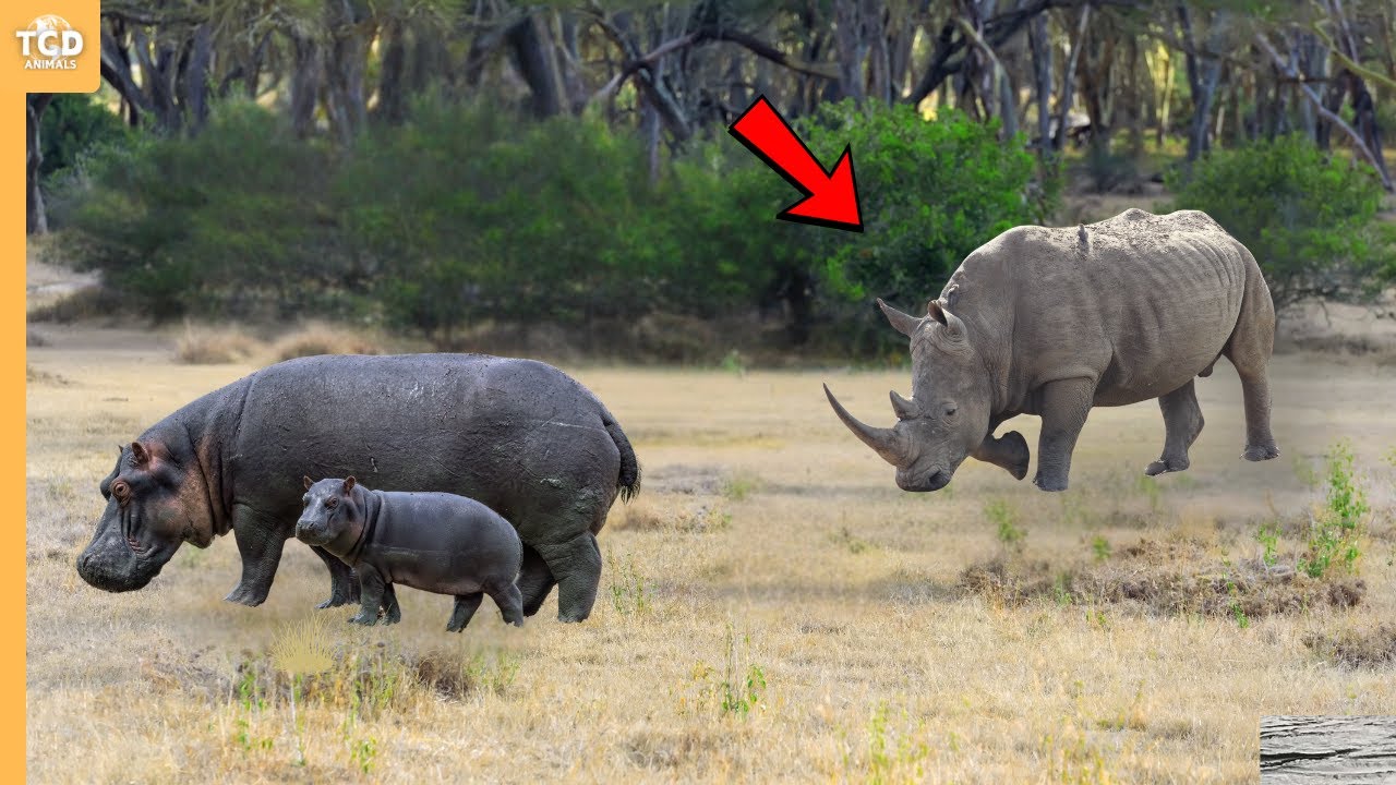 Look What Happened When This Rhino Attacked The Hippo - YouTube