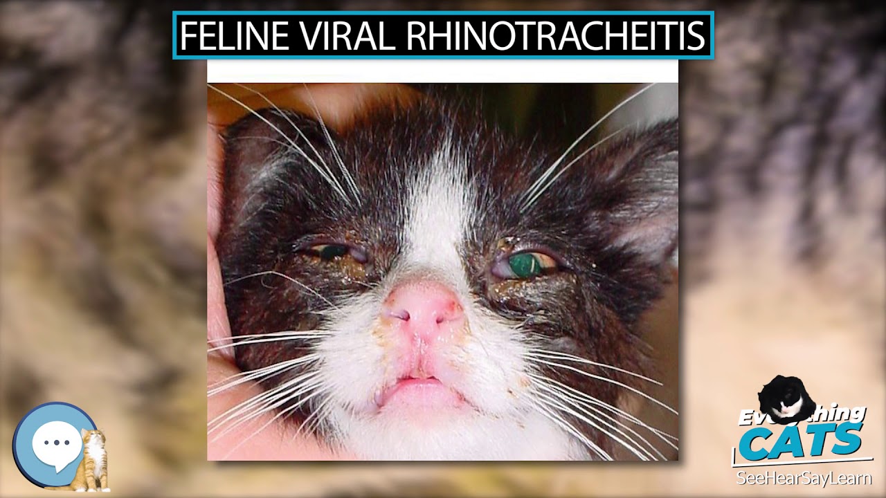 Feline viral rhinotracheitis 🐱🦁🐯 EVERYTHING CATS 🐯🦁🐱 - YouTube